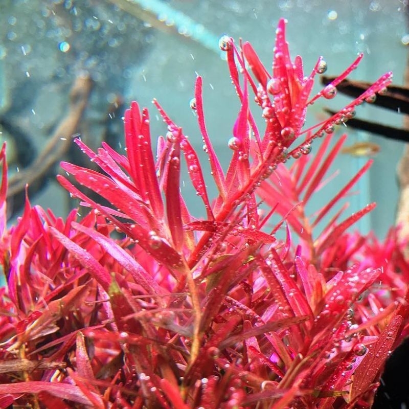 Jual Rotala HRA (10 batang) | Shopee Indonesia