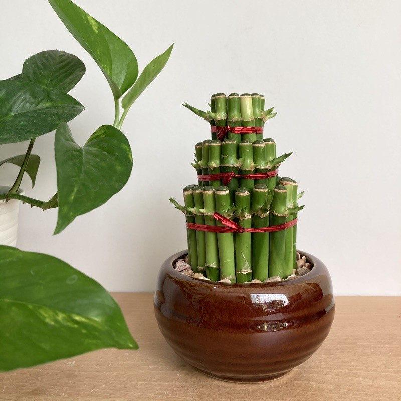 Jual Bambu Hoki Sri Rejeki Pagoda Tanaman Hias Mini Murah Lucky Bamboo ...