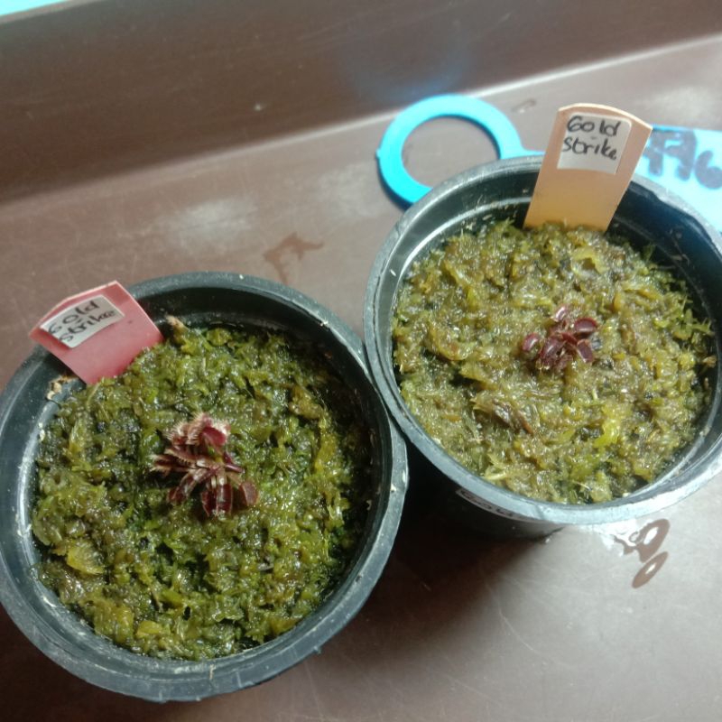 Jual Venus Flytrap Gold/Golden Strike plus Pot Mini 5 Cm Bulat | Shopee Indonesia