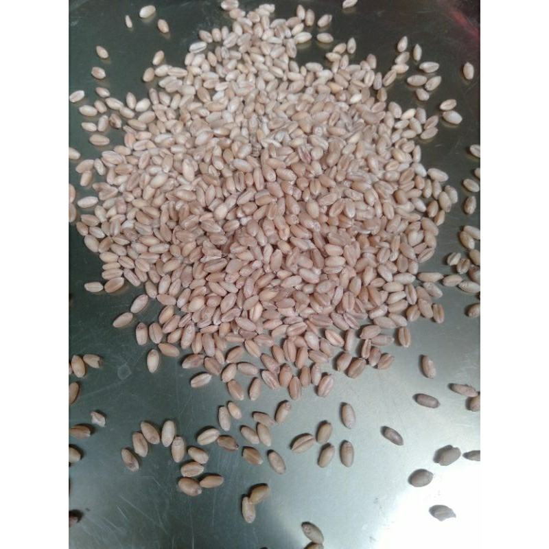 Jual 10 KG BENIH GANDUM PUTIH - BENIH WHEAT GRASS - BENIH CAT GRASS ...