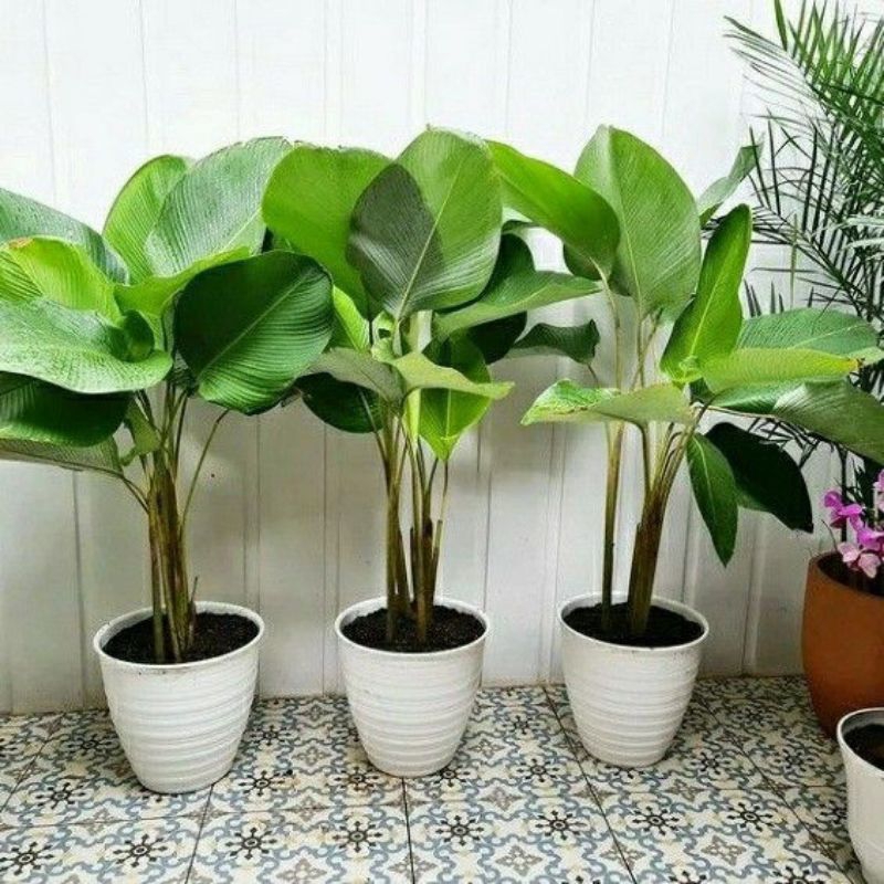 Jual Calathea Lute'a 1polybag isi 3/4( Tanaman Hias Calathea Pisang ...