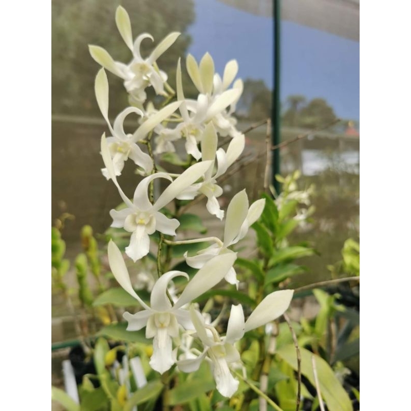 Jual Dendrobium Caesar white | Shopee Indonesia