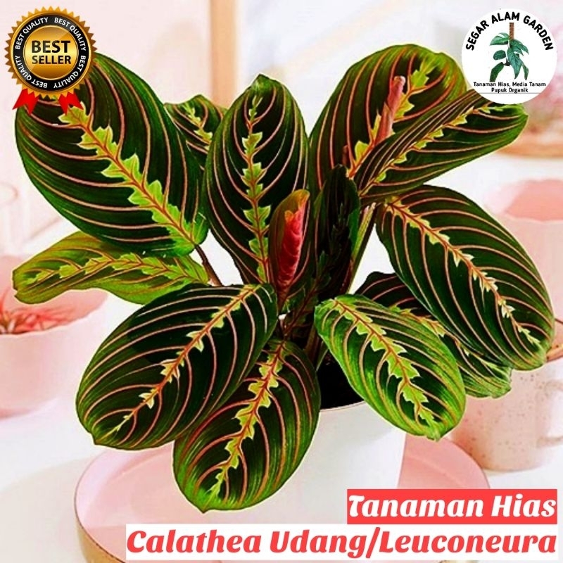 Jual Tanaman Hias Calathe Kepiting Merah/Calathea UDANG - Calathea ...