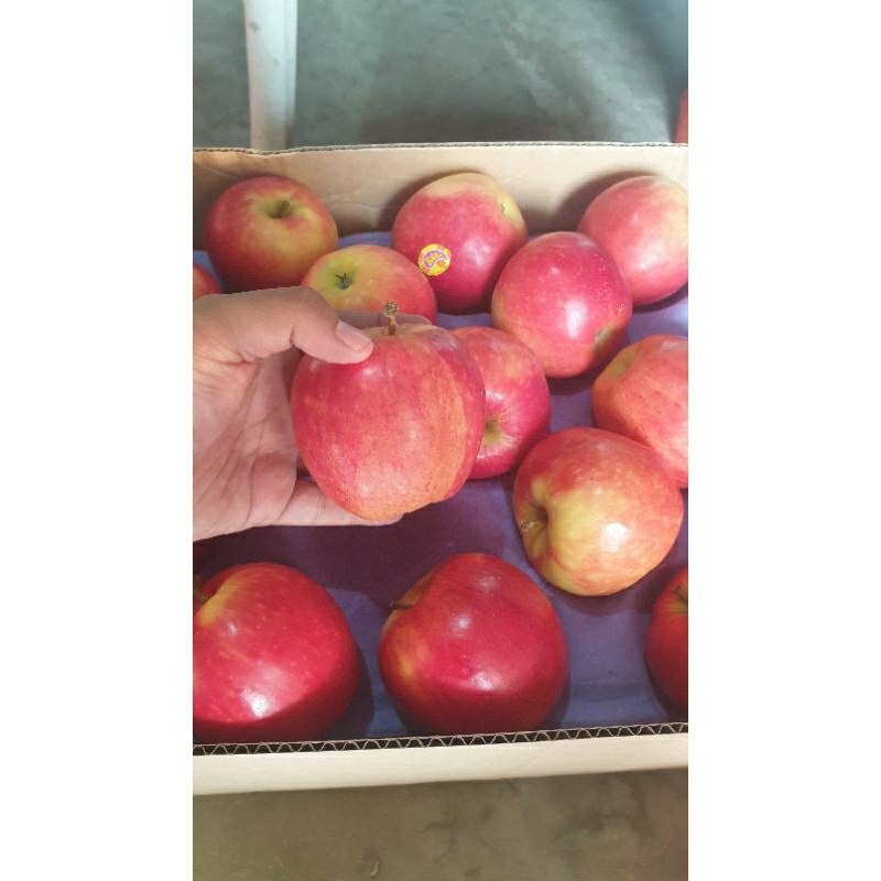 Jual Apel Royal New Zealand - Buah Import - 1kg | Shopee Indonesia
