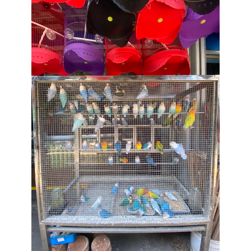 Jual ALDY JAYA - BURUNG LOVEBIRD JENIS BIOLA | PB | EWING | LUTINO ...