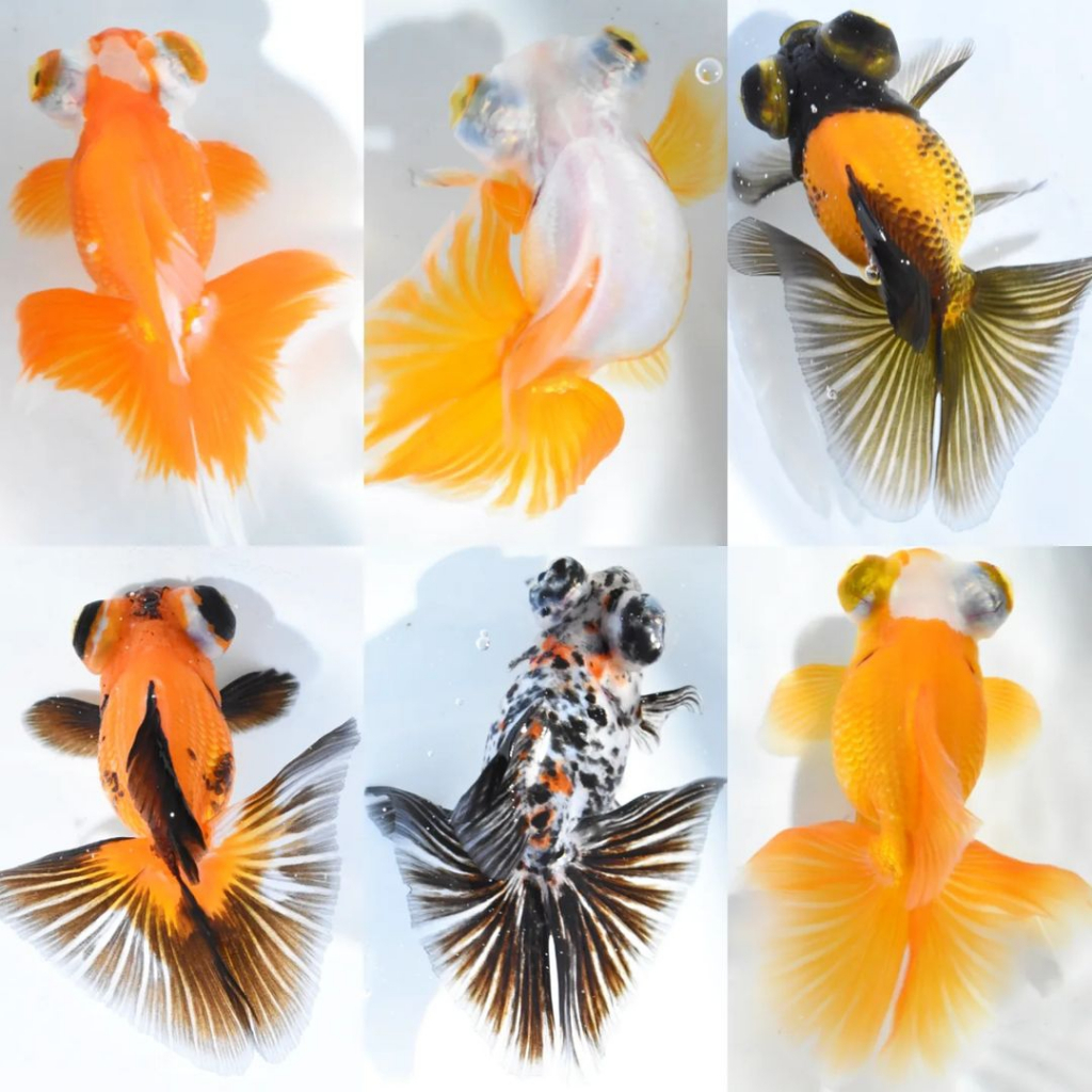 Jual ikan hias aquascape mas koki kecil tekim 5 - 6 cm mata belok ...