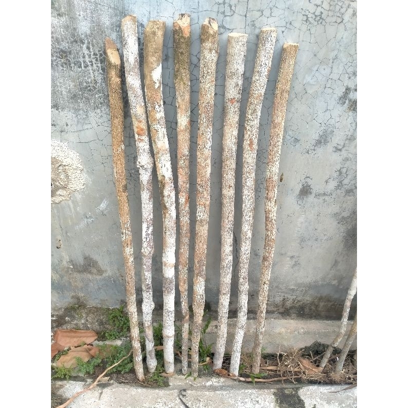 Jual Kayu raja mandak syarat dagang 50cm | Shopee Indonesia
