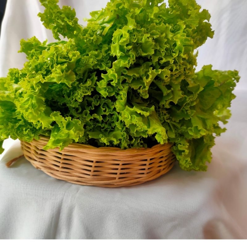 Jual selada keriting 250gram | Shopee Indonesia