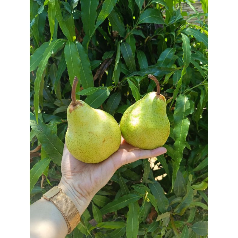 Jual Pear Packham Africa fruitways / kg | Shopee Indonesia