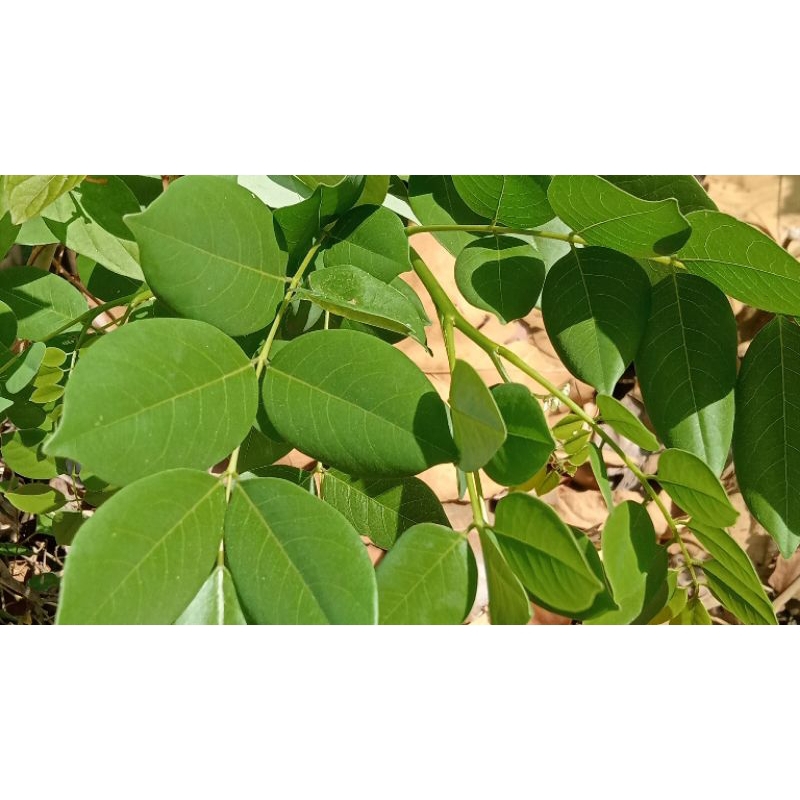Jual Daun gamal Segar 1 kg obat herbal tradisional | Shopee Indonesia