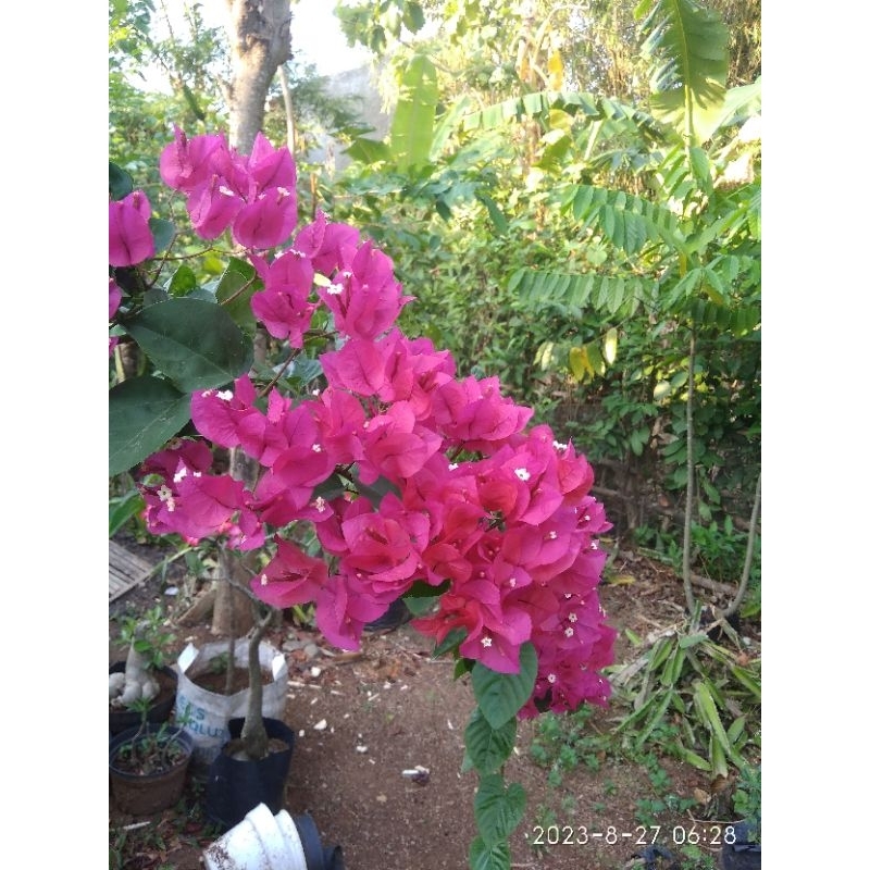 Jual stek tanaman hias bunga bougenville siap tanam mudah tumbuh sudah ...