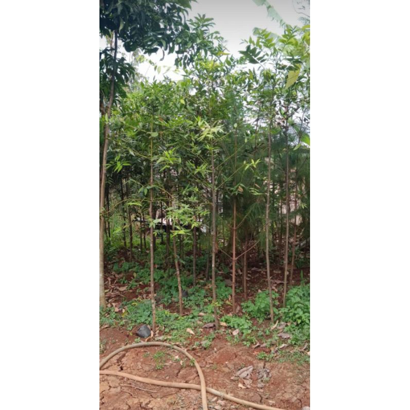 Jual tanaman hias pohon damar tinggi 3 meter | Shopee Indonesia