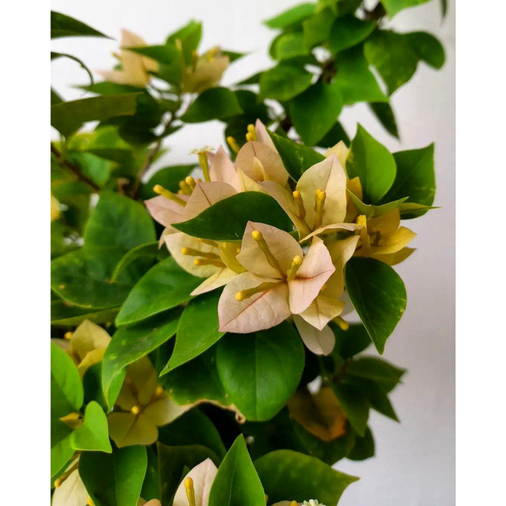 Jual Bougenville Singapore Kuning | Shopee Indonesia