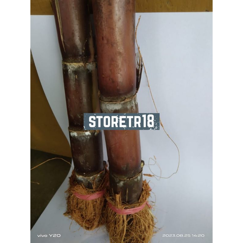 Jual Batang Tebu Merah Khusus Bibit Super Per 1 Batang | Shopee Indonesia