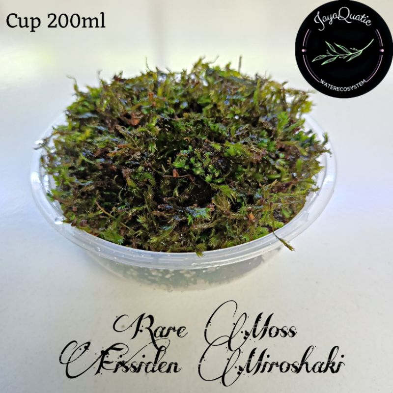Jual Rare Moss Fissiden Miroshaki Bahan Porsi Cup 200ml - Lumut/Moss ...