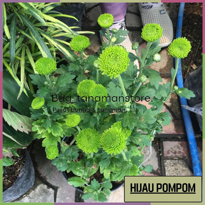Jual TANAMAN BUNGA KRISAN SERUNI ASTER WARNA HIJAU POMPOM | Shopee ...