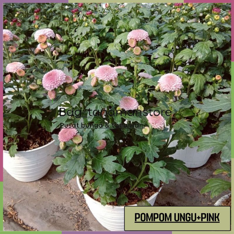 Jual TANAMAN BUNGA KRISAN SERUNI ASTER POMPOM WARNA UNGU+PINK | Shopee ...