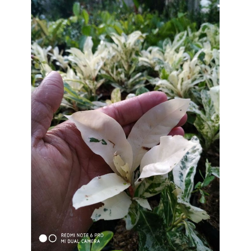 Jual pohon asoka varigata bunga putih | Shopee Indonesia