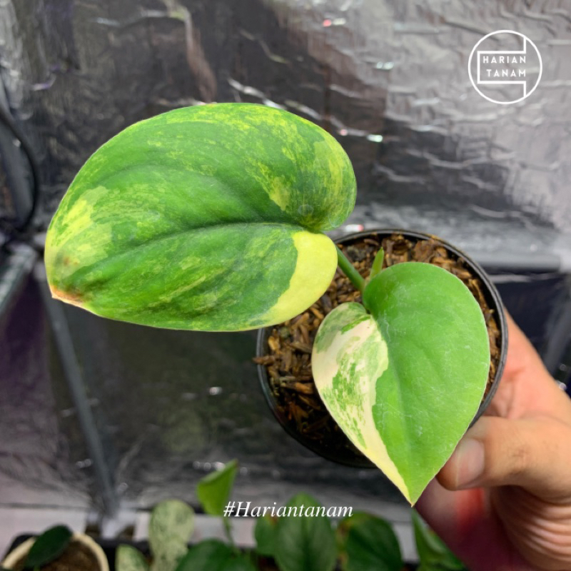 Jual Scindapsus Jade Satin Yellow Variegated (Include pot & Media tanam ...