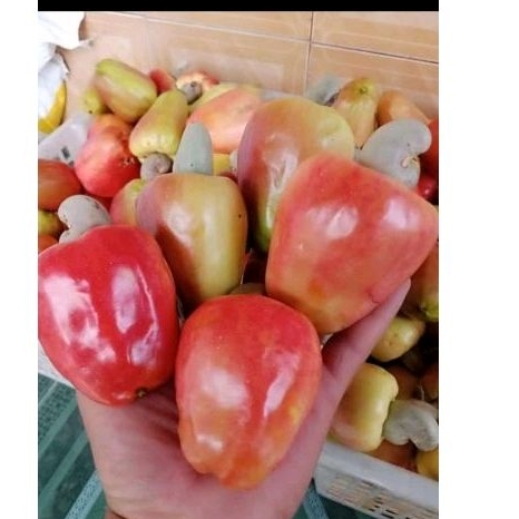Jual jambu mete jambu mede jambu monyet buah langka 1kg | Shopee Indonesia