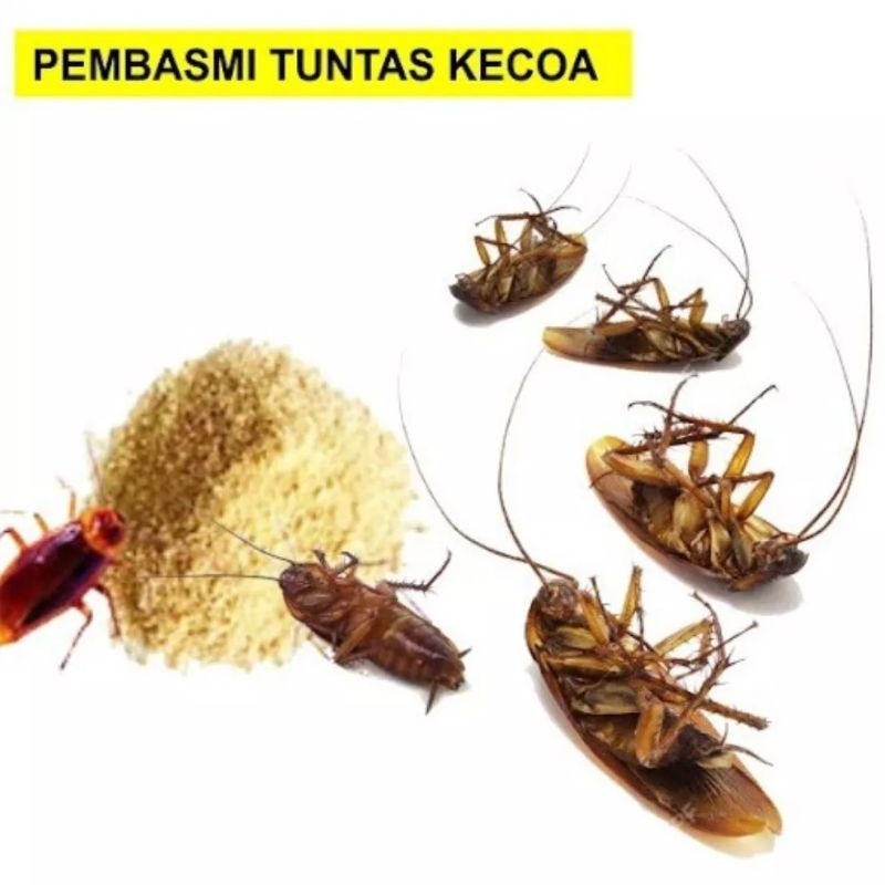 Jual Cod - Ob93 racun kecoa racun lipas pembasmi kecoa pembunuh kecoa ...