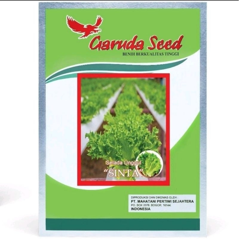 Jual Benih Selada Sinta 10gram Selada Keriting Bibit Biji Garuda Seed ...