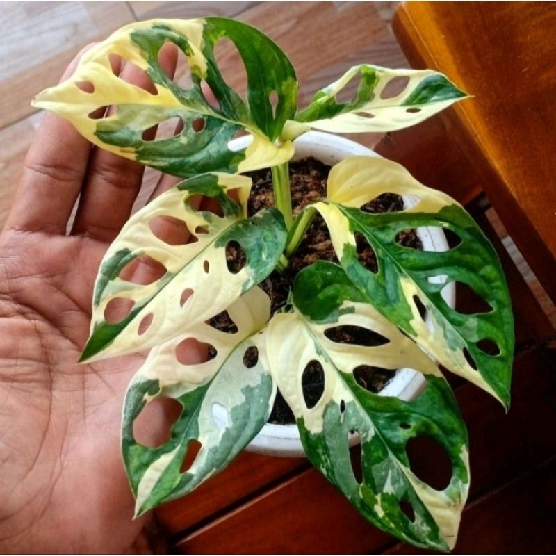 Jual monstera adansoni varigata putih | Shopee Indonesia