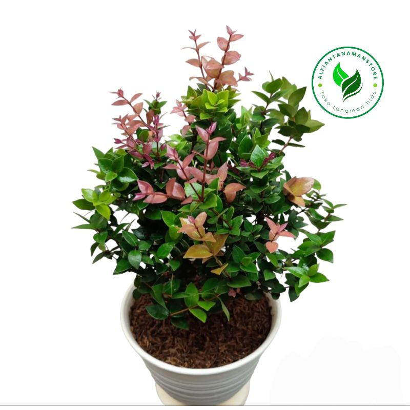 Jual [BISA COD] Tanaman Hias Oliana Tree Colour - Pohon Daun Elsa ...