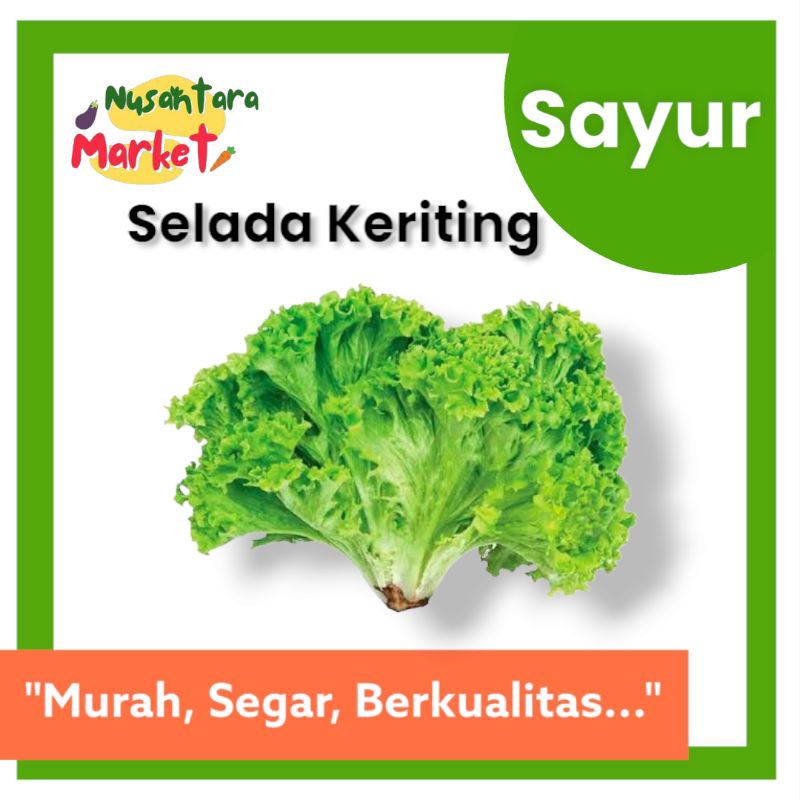 Jual Selada Terlengkap & Harga Terbaru Mei 2026 | Shopee Indonesia