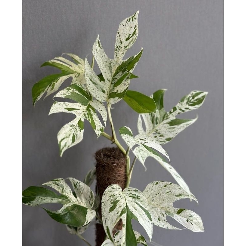 Jual monstera epip marbel var | Shopee Indonesia