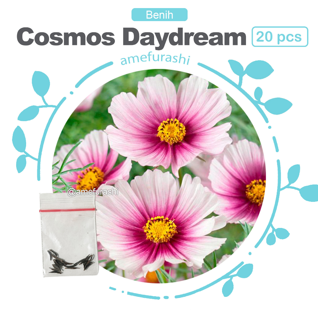 Jual 20 Biji Benih Cosmos Daydream Seed Edible Flower Bunga Pink Cantik ...