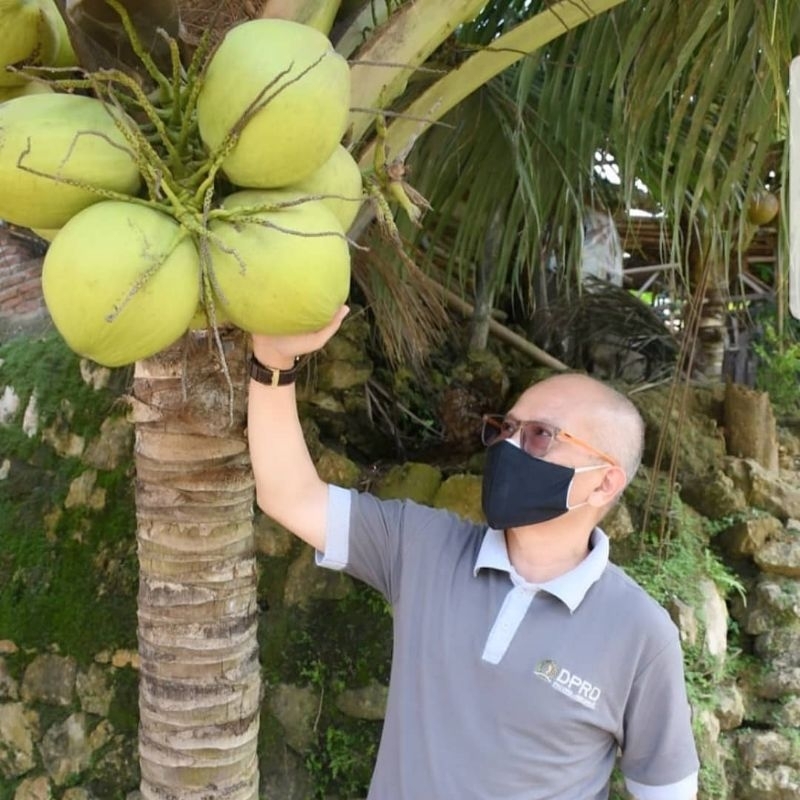Jual BIBIT KELAPA GENJAH ENTOK / KELAPA PENDEK SUDAH BERBUAH LEBAT ...