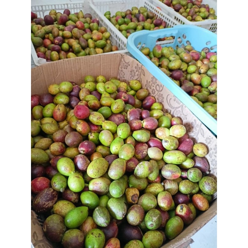 Jual MATOA fresh 1 kg | Shopee Indonesia