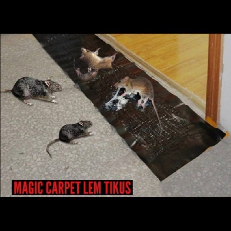Jual Lem Tikus Terlengkap & Harga Terbaru Juni 2026 | Shopee Indonesia