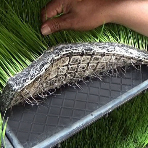 Jual Tray Semai Padi Pot Bibit Pembibitan Rice Paddy Biji Hidroponik AG ...