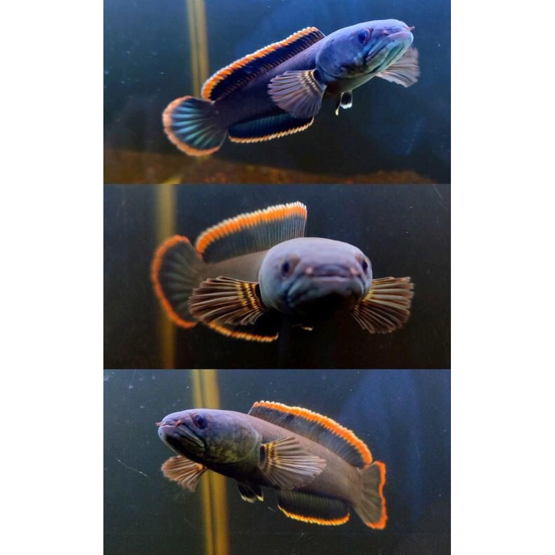 Jual channa limbata lawu rim tebal | Shopee Indonesia