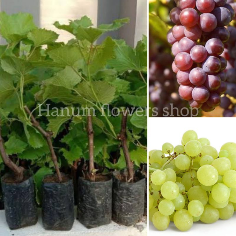 Jual bibit tanaman anggur red/green (tanaman anggur lokal) | Shopee ... Jual bibit tanaman anggur red/green (tanaman anggur lokal) | Shopee ...