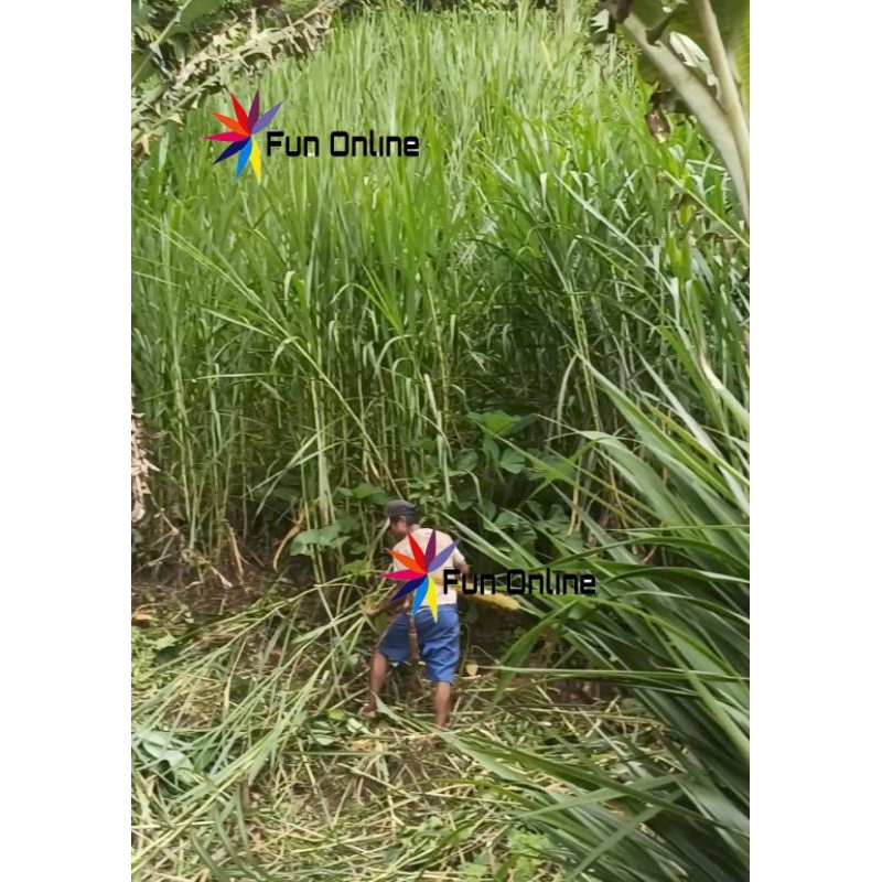 Jual Bibit Rumput Biovitas BB Biogen Asli pakcong dan odot ready ...