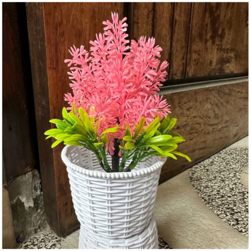 Jual Katus Lidah Buaya , Cemara Mini + pot Dan Lavender + Pot Keranjang ...