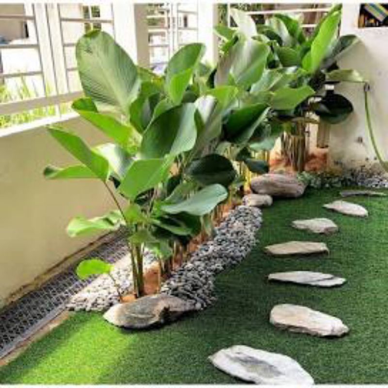 Jual calathea luthea calathea lutea calatea kalatea luthea calathea ... Jual calathea luthea calathea lutea calatea kalatea luthea calathea ...