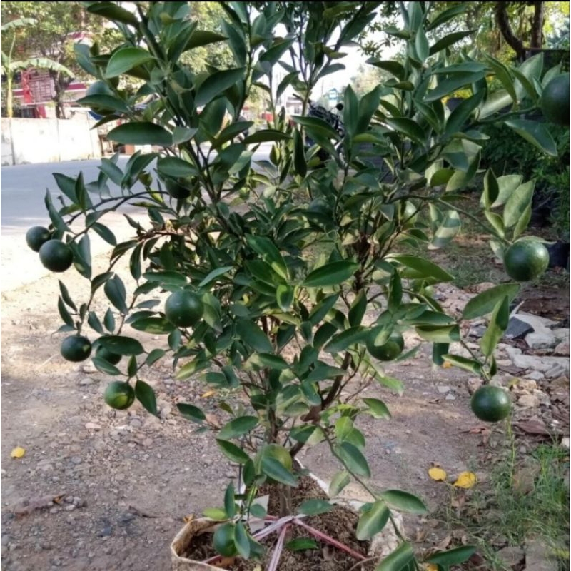 Jual tanaman jeruk Santang madu pohon besar | Shopee Indonesia
