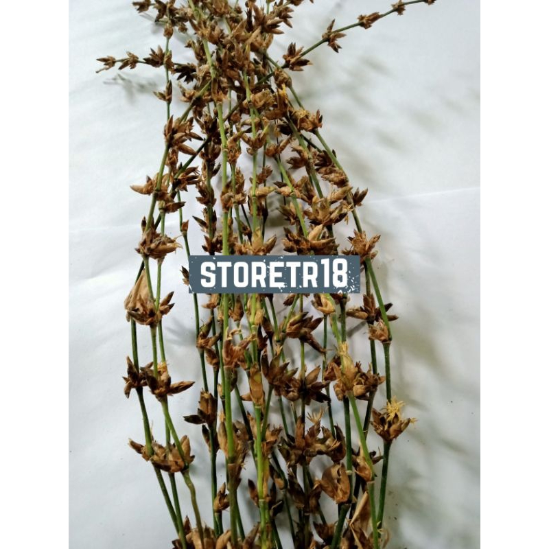 Jual Bunga Bambu Kembang Pring Asli Paket 20 Tangki | Shopee Indonesia