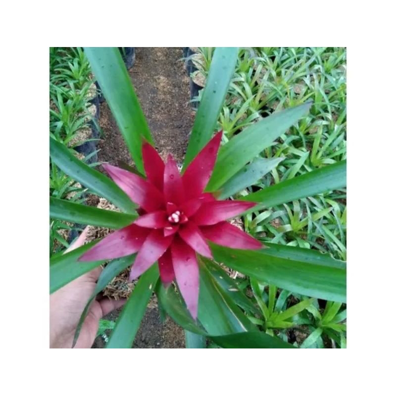 Jual Tanaman bromelia guzmania bunga ungu gelap ukuran besar | Shopee ...