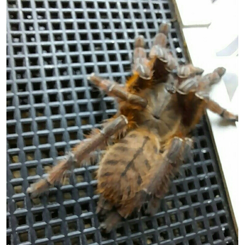 Jual DISPLAY TARANTULA PHORMINGOCHILUS SP RUFUS FEMALE BISA BERJALAN ...