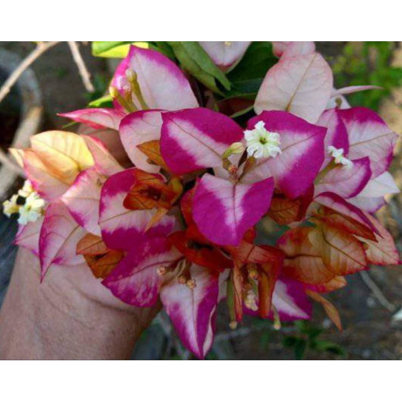 Jual Bibit bugenvil citra suvia | Shopee Indonesia