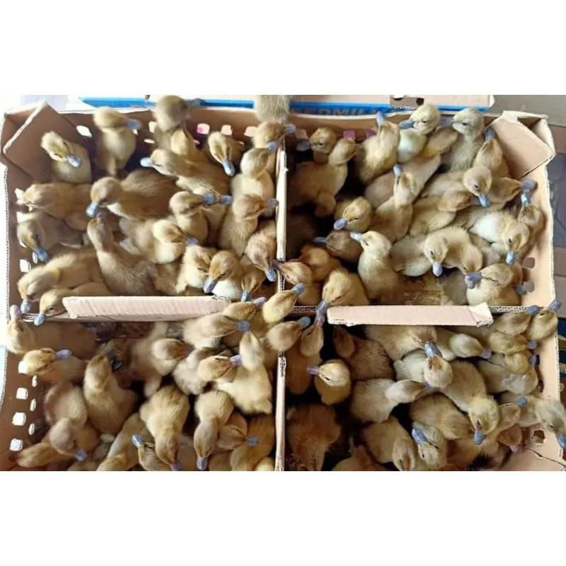 Jual ANAK BEBEK LOKAL JANTAN 1 BOX ISI 102 EKOR - DOD BIBIT BEBEK ...