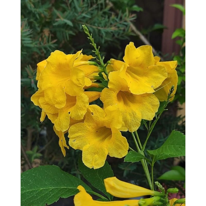 Jual PROMO !!! Tanaman bunga tecomaria / tanaman tekomaria bunga kuning ...