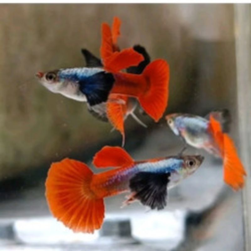 Jual Dekorasi akuarium guppy prtde (platinum red tail dumbo ear) | Shopee Indonesia