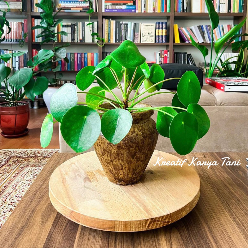 Jual Tanaman hias chinese money plant pilea - Peperomia pilea | Shopee ...