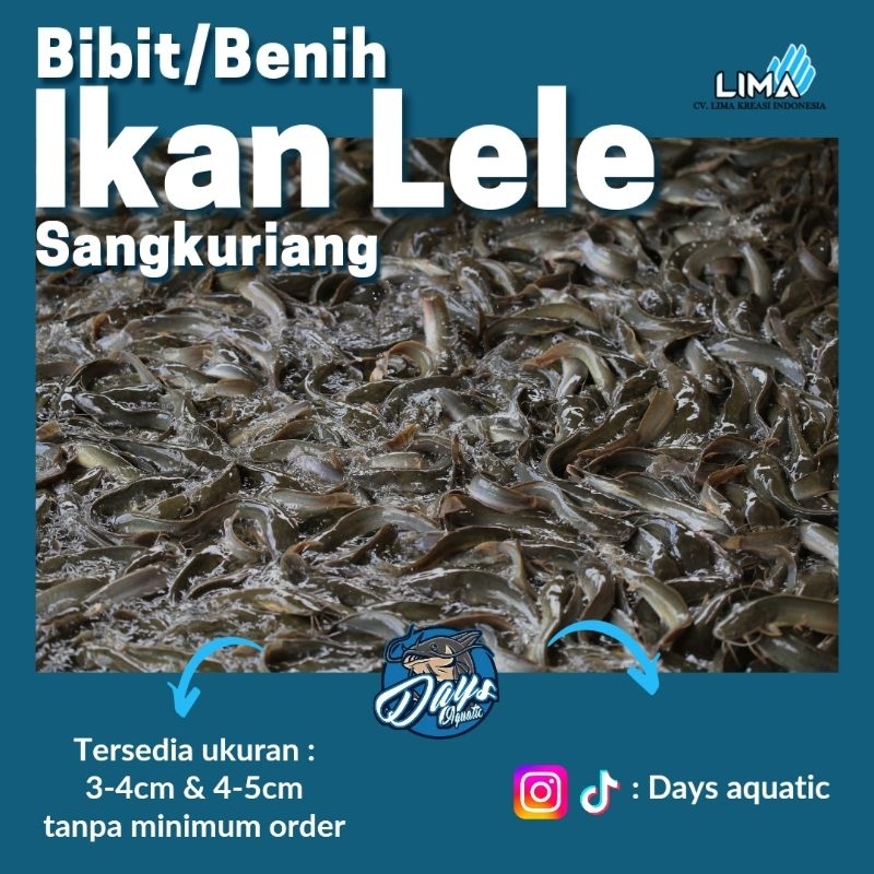 Jual benih lele sangkuriang 2-3cm | Shopee Indonesia